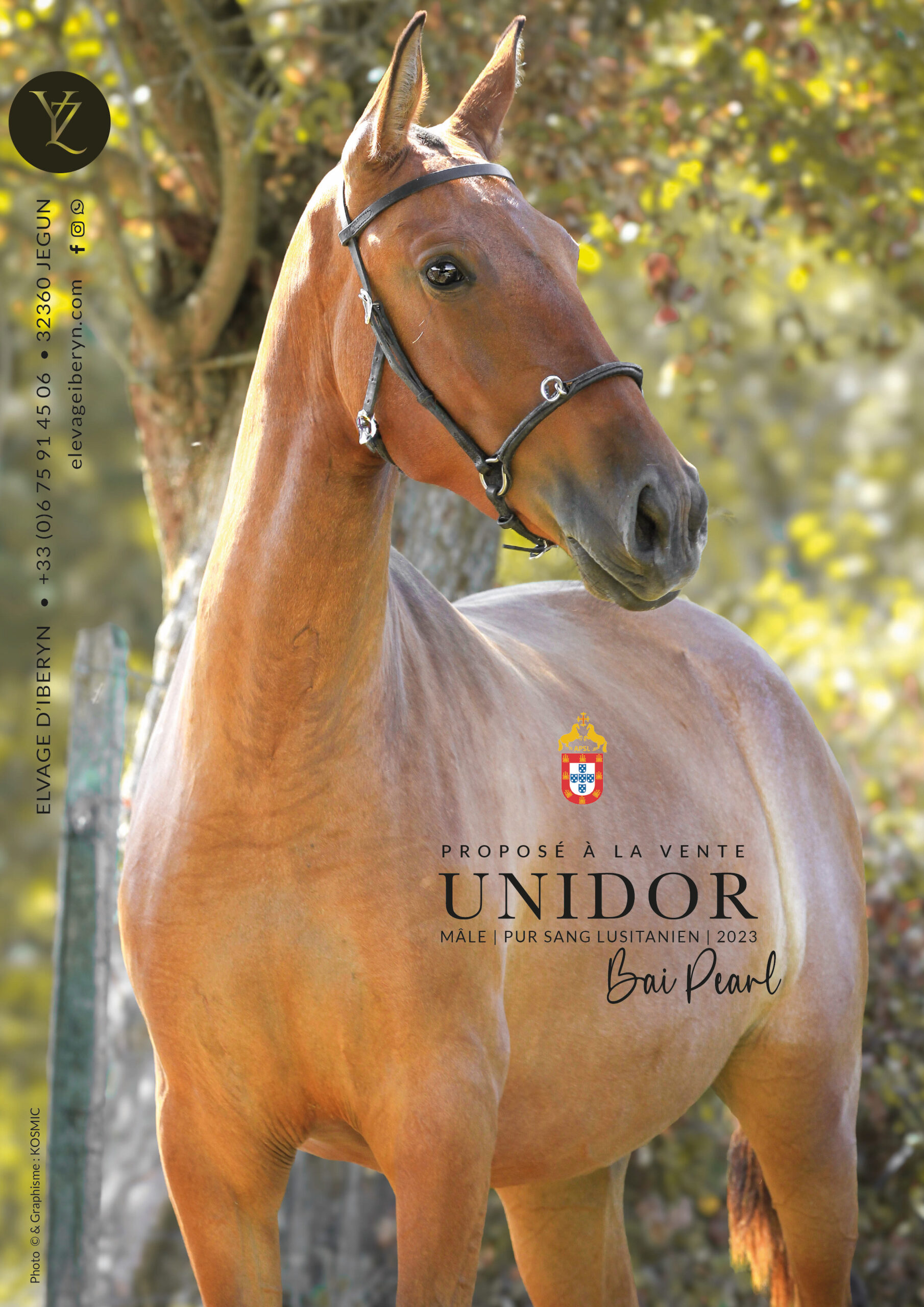 UNIDOR LZY - Unidor LZY | Pur-Sang Lusitanien mâle BAI PEARL à vendre